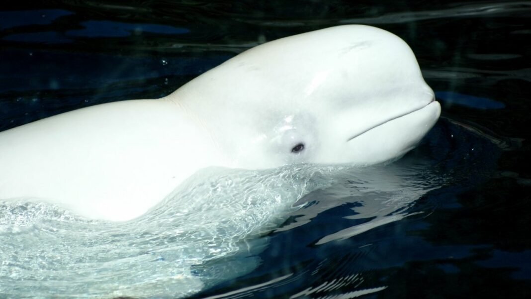What Do Beluga Whales Look Like? Beluga Whale Appearance - Zooologist