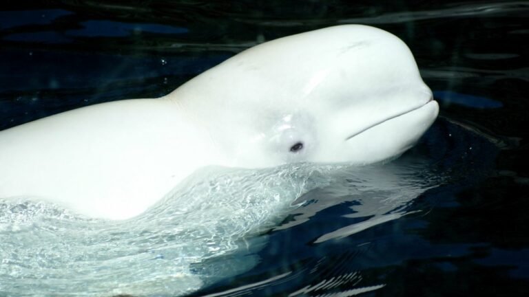 What Do Beluga Whales Look Like? Beluga Whale Appearance - Zooologist