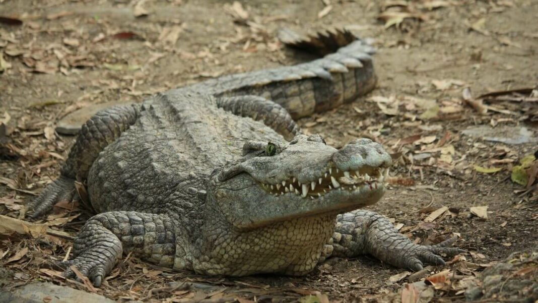 What Eats Crocodiles? Crocodile Predators - Zooologist