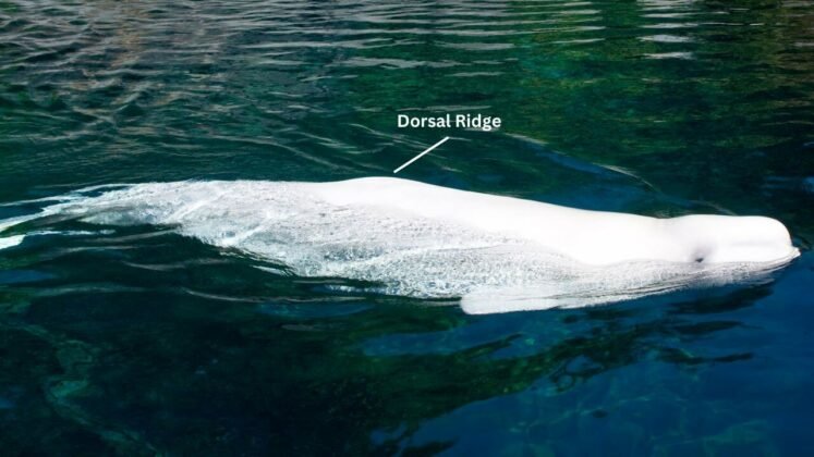 What Do Beluga Whales Look Like? Beluga Whale Appearance - Zooologist