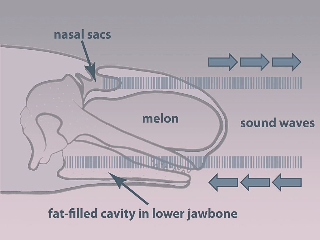 Do Beluga Whales Use Echolocation? Discover the Intriguing World of Sea ...