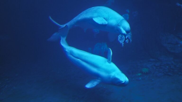 What Do Beluga Whales Look Like? Beluga Whale Appearance - Zooologist