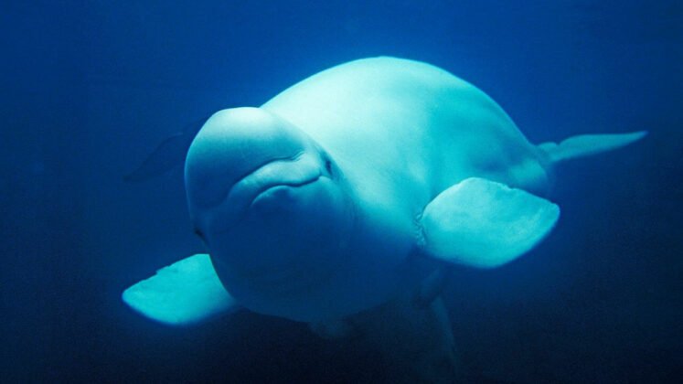 What Do Beluga Whales Look Like? Beluga Whale Appearance - Zooologist