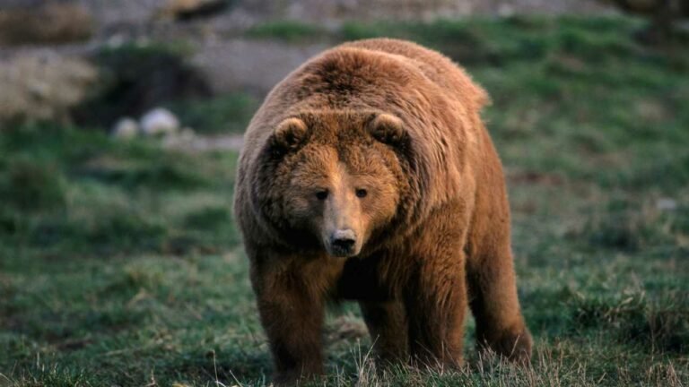 Discover the Biggest Bear in the World: Facts, Records, and Insights ...