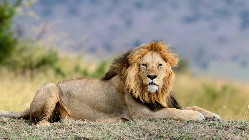 What Eats Lions - Lion's Predators - Zooologist
