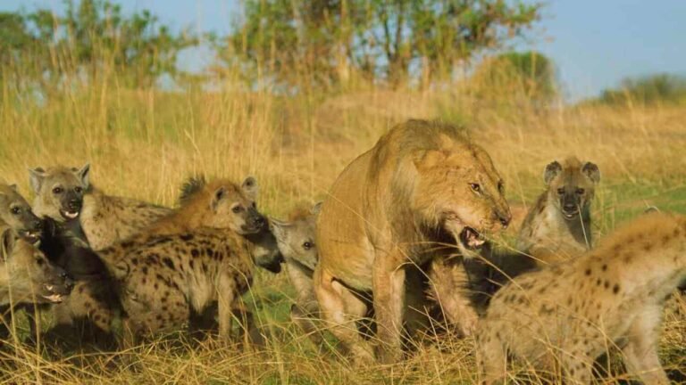 What Eats Lions - Lion's Predators - Zooologist
