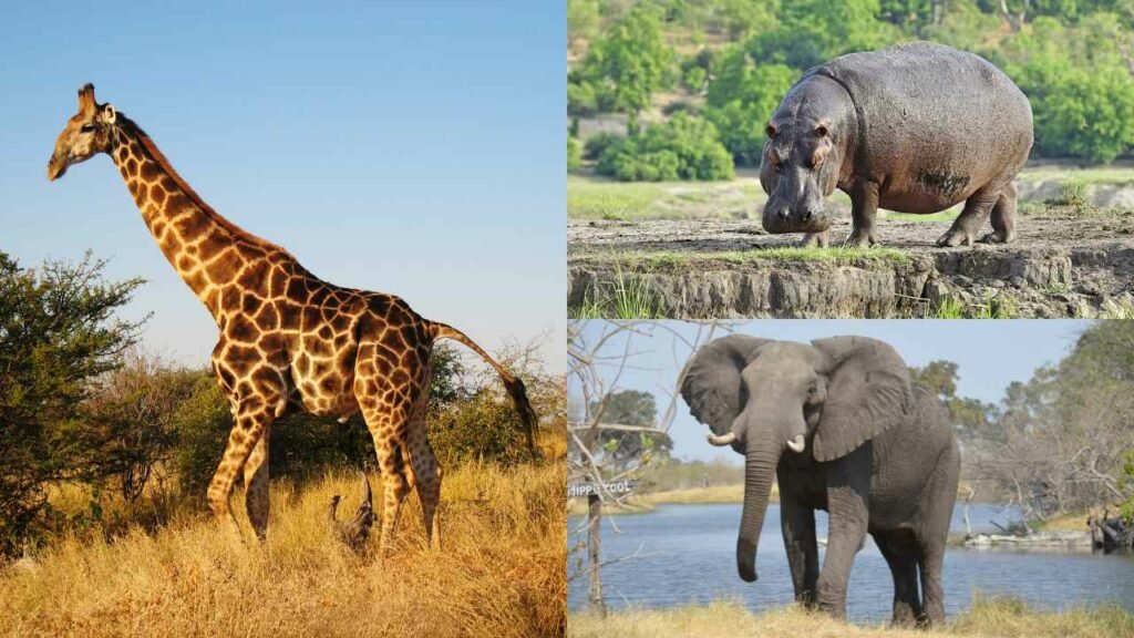 What Eats Lions - Lion's Predators - Zooologist