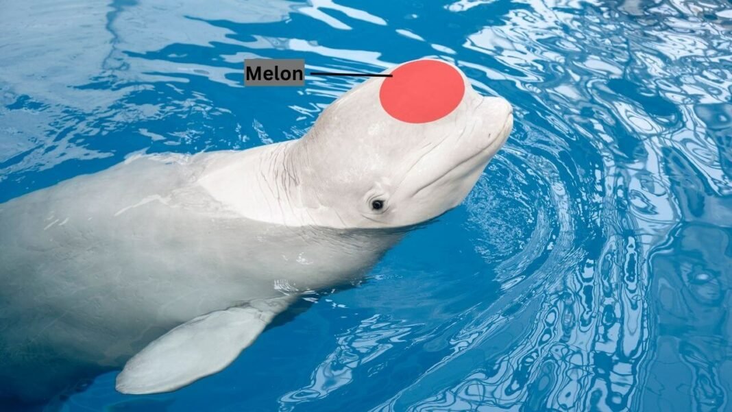 What Do Beluga Whales Look Like? Beluga Whale Appearance - Zooologist