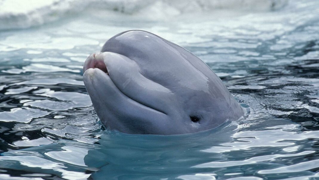 What Do Beluga Whales Look Like? Beluga Whale Appearance - Zooologist