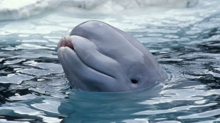 What Do Beluga Whales Look Like? Beluga Whale Appearance - Zooologist