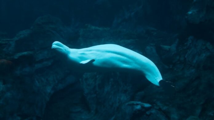 What Do Beluga Whales Look Like? Beluga Whale Appearance - Zooologist