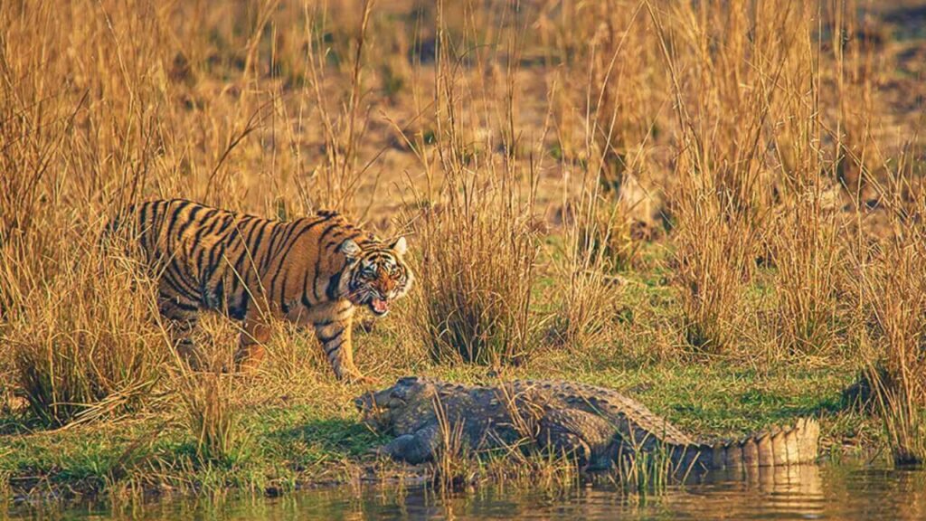 What Eats Crocodiles? Crocodile Predators - Zooologist