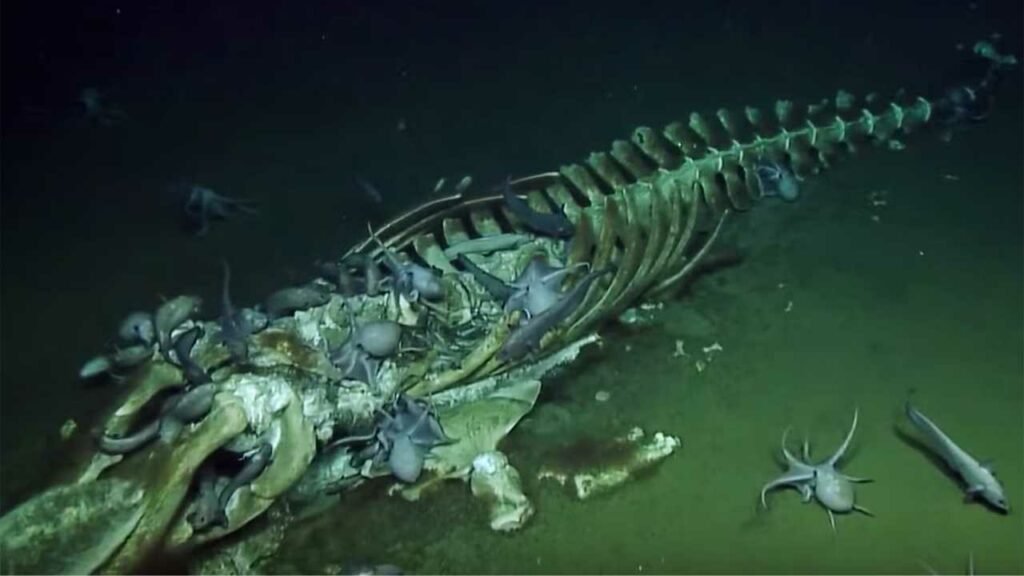 What Happens When A Whale Dies? Whale Death Facts - Zooologist