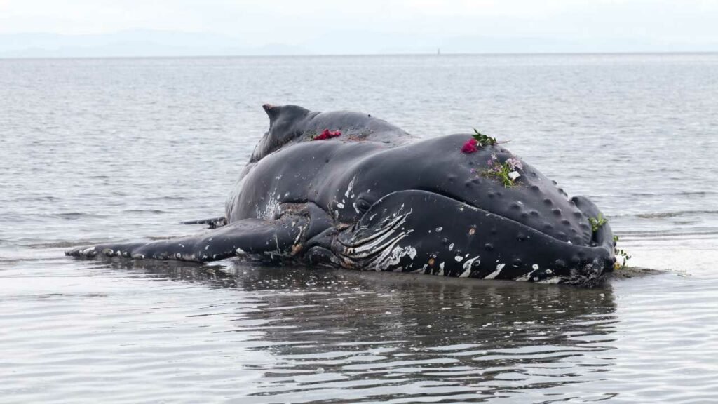 What Happens When A Whale Dies? Whale Death Facts - Zooologist