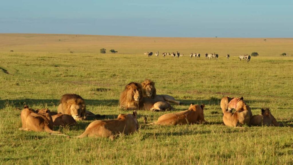 What Eats Lions - Lion's Predators - Zooologist