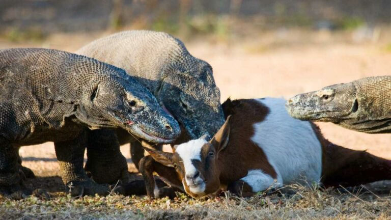 What do Komodo Dragons Eat: A Comprehensive Guide to the Komodo Dragons ...