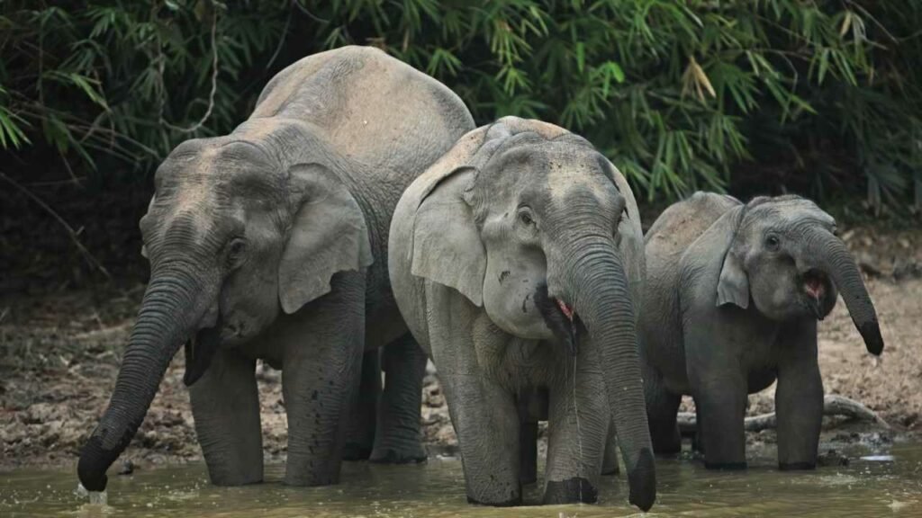Why Are Asian Elephants Endangered? Uncovering the Threats to Their ...