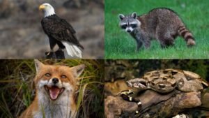 Hawk Predators: 6 Predators That Eat Hawks | What preys on Hawks ...