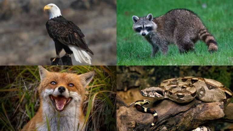 Hawk Predators: 6 Predators That Eat Hawks | What preys on Hawks ...