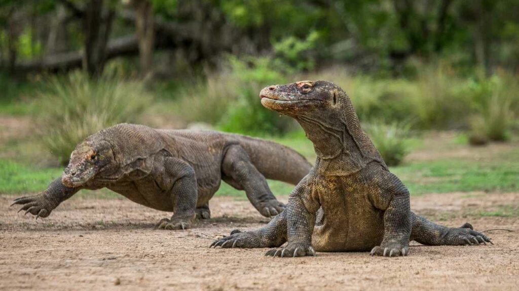 How Fast Is A Komodo Dragon? Can You Outrun a Komodo Dragon? - Zooologist