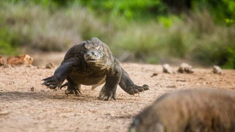How Fast Is A Komodo Dragon? Can You Outrun a Komodo Dragon? - Zooologist