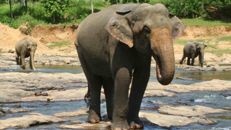 Why Are Asian Elephants Endangered? Uncovering the Threats to Their ...