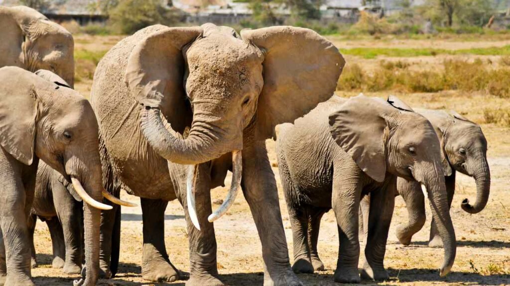 Why Are Asian Elephants Endangered? Uncovering the Threats to Their ...