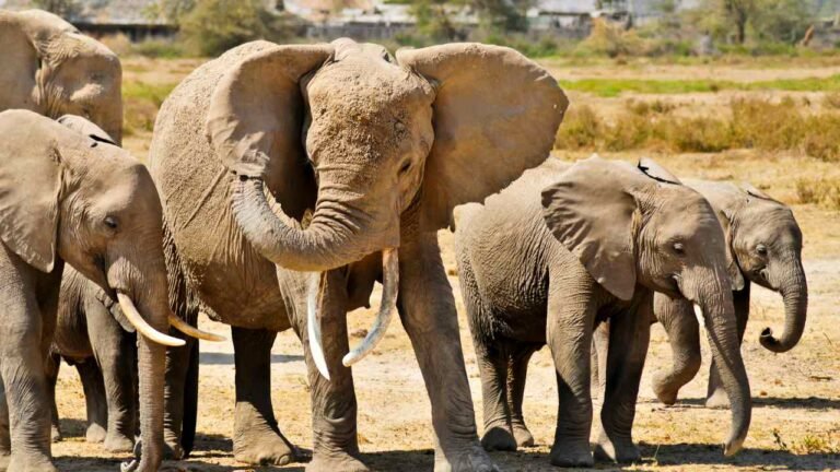 Why Are Asian Elephants Endangered? Uncovering the Threats to Their ...