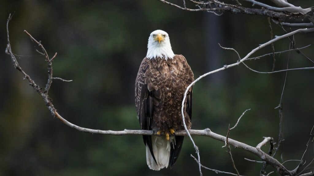 Eagle's Reproduction: How Do Eagles Reproduce? - Zooologist