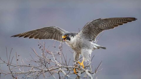 Peregrine Falcon Speed: How Fast Can Peregrine Falcons Dive? - Zooologist