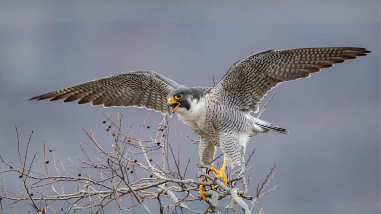 Peregrine Falcon Speed: How Fast Can Peregrine Falcons Dive? - Zooologist