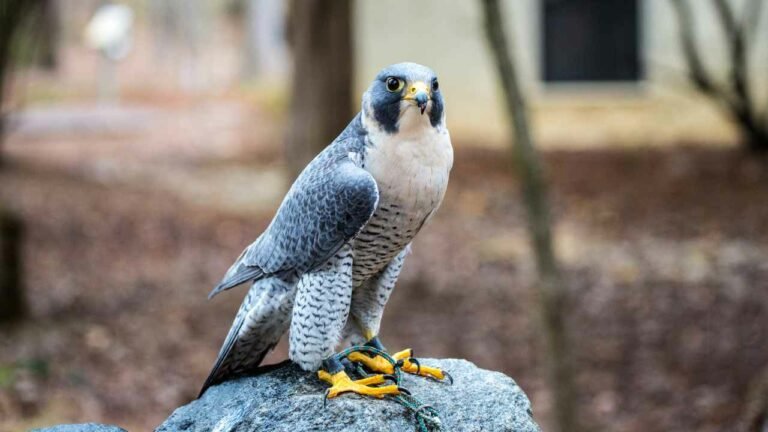 Peregrine Falcon Speed: How Fast Can Peregrine Falcons Dive? - Zooologist