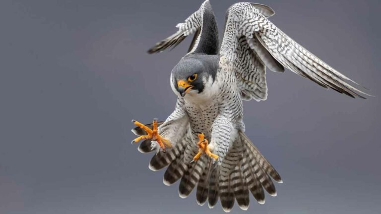 Peregrine Falcon Speed: How Fast Can Peregrine Falcons Dive? - Zooologist