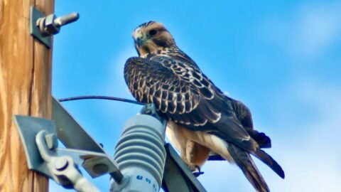 What Do Chicken Hawks Look Like? A Comprehensive Guide - Zooologist
