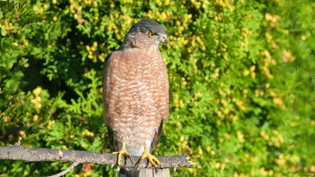 What Do Chicken Hawks Look Like? A Comprehensive Guide - Zooologist