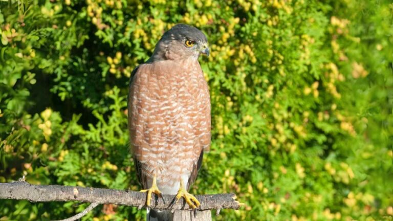 What Do Chicken Hawks Look Like? A Comprehensive Guide - Zooologist