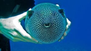 A Guide to Caring for and Raising a Baby Puffer Fish - Zooologist