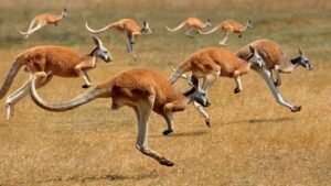 Adaptations of a Kangaroo - Behavioral, Structural & Physiological ...