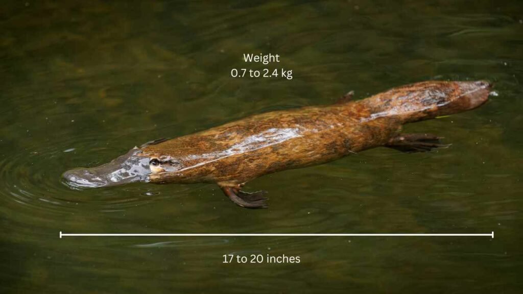 Platypus Animal Facts - The Egg Laying Mammal - Zooologist