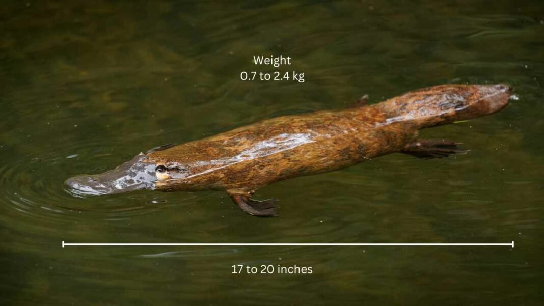 Platypus Animal Facts - The Egg Laying Mammal - Zooologist