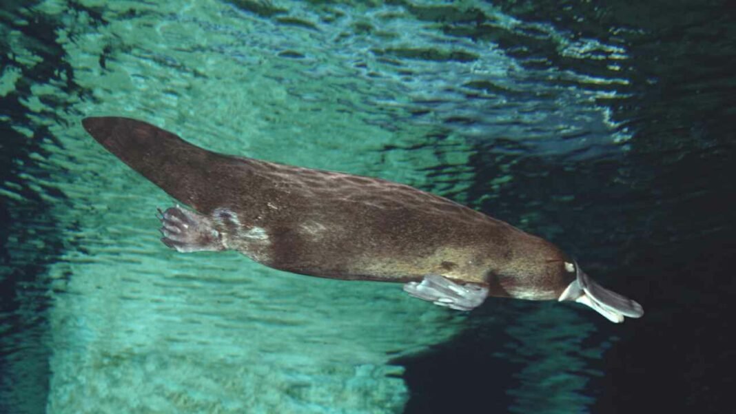 Platypus Animal Facts - The Egg Laying Mammal - Zooologist