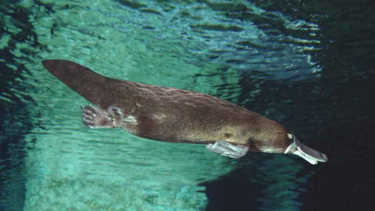 Platypus Animal Facts - The Egg Laying Mammal - Zooologist