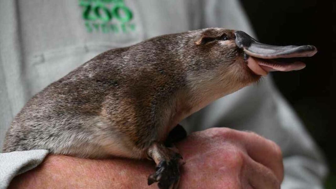 Platypus Animal Facts - The Egg Laying Mammal - Zooologist