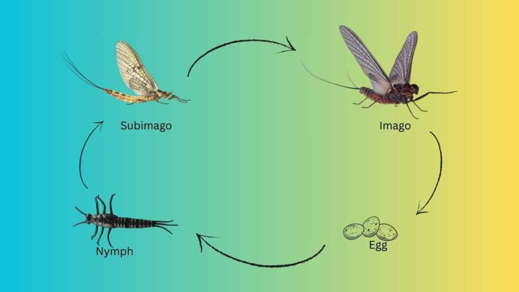 How Long Do Mayflies Live - Mayflies Lifespan - Zooologist