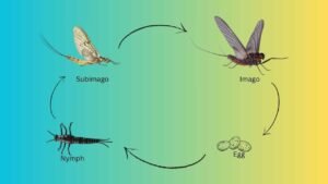 How Long Do Mayflies Live - Mayflies Lifespan - Zooologist