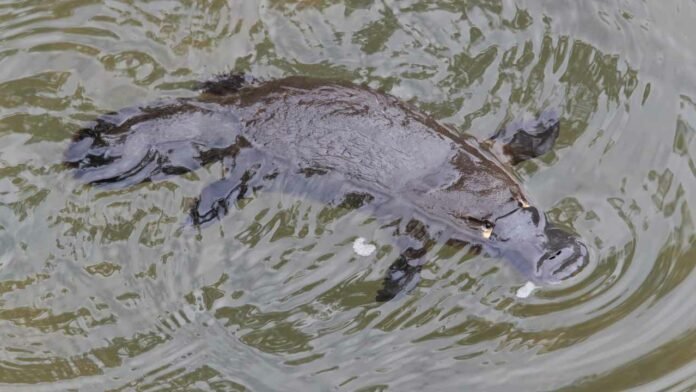 Platypus Animal Facts - The Egg Laying Mammal - Zooologist
