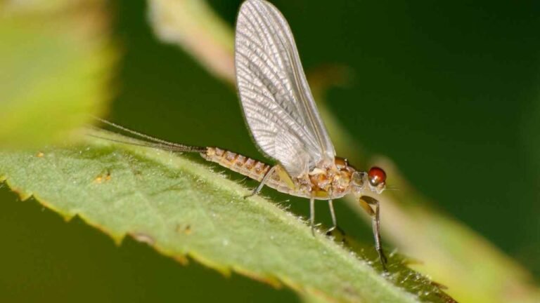 How Long Do Mayflies Live - Mayflies Lifespan - Zooologist