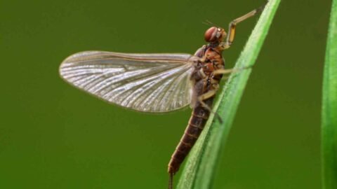 How Long Do Mayflies Live - Mayflies Lifespan - Zooologist