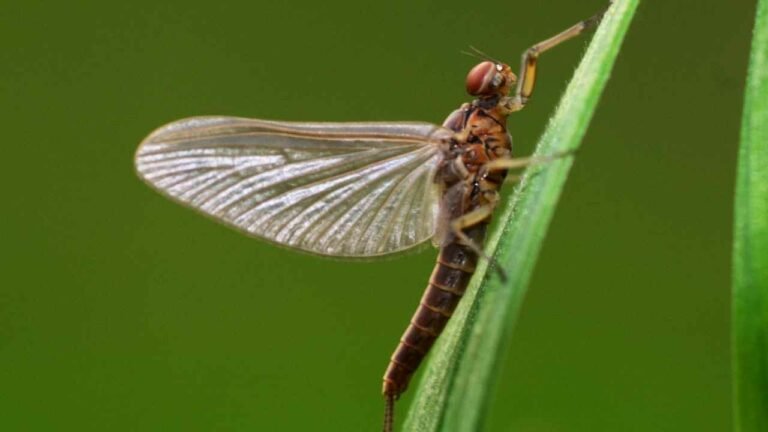 How Long Do Mayflies Live - Mayflies Lifespan - Zooologist