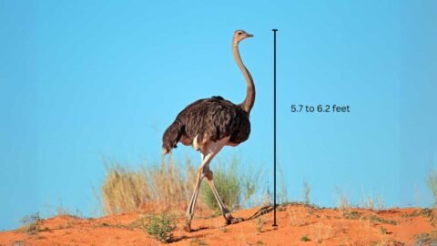 How Big Is An Ostrich - Is it the Largest Bird in the World? - Zooologist